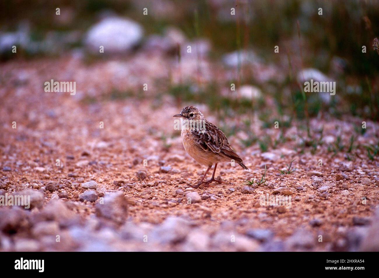 Cherosomanes hi-res stock photography and images - Alamy