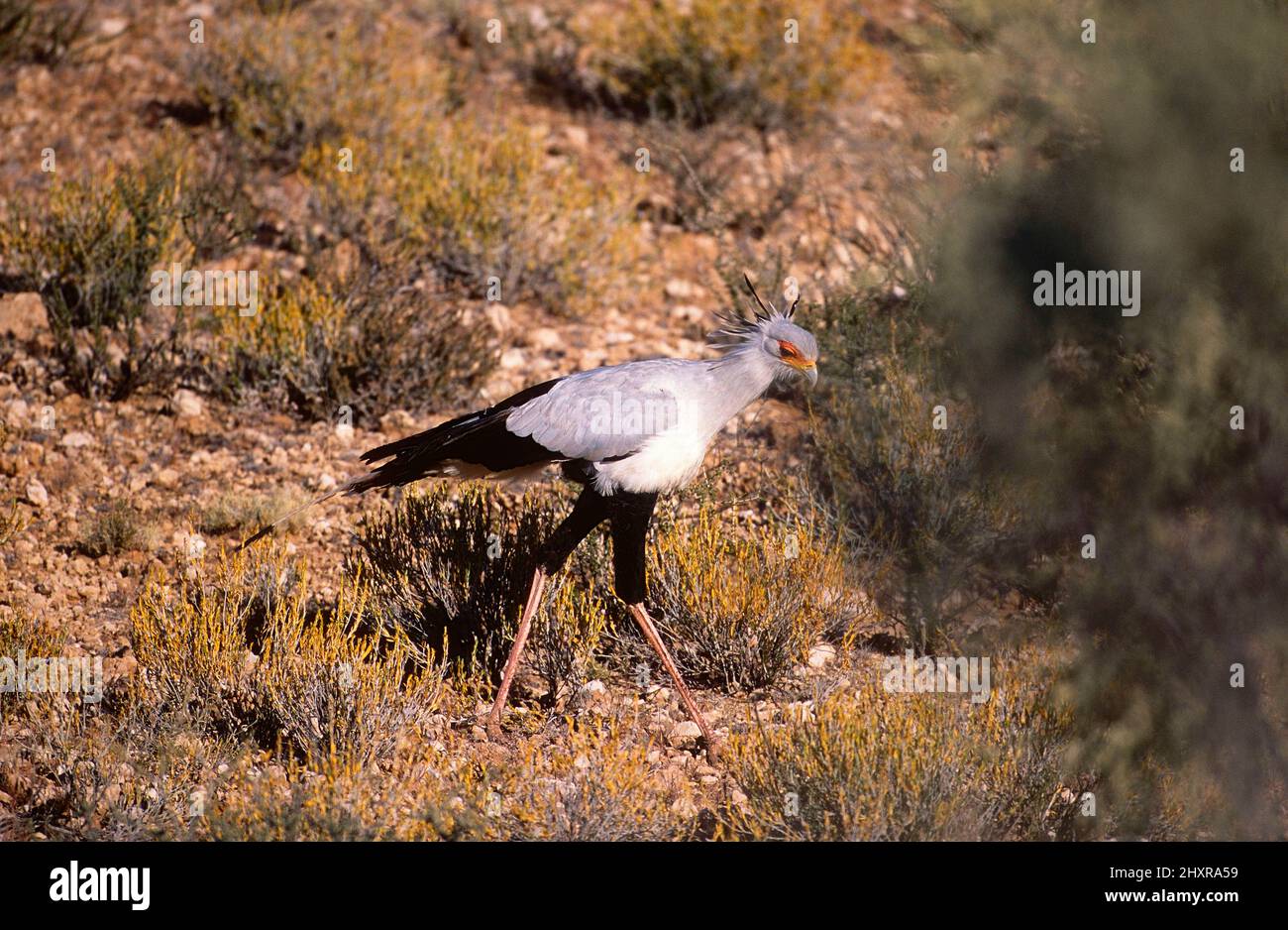 Sekretär vogel hi-res stock photography and images - Alamy