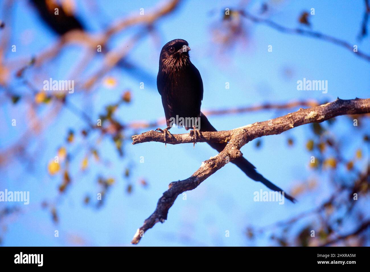 Laniidae hi-res stock photography and images - Alamy