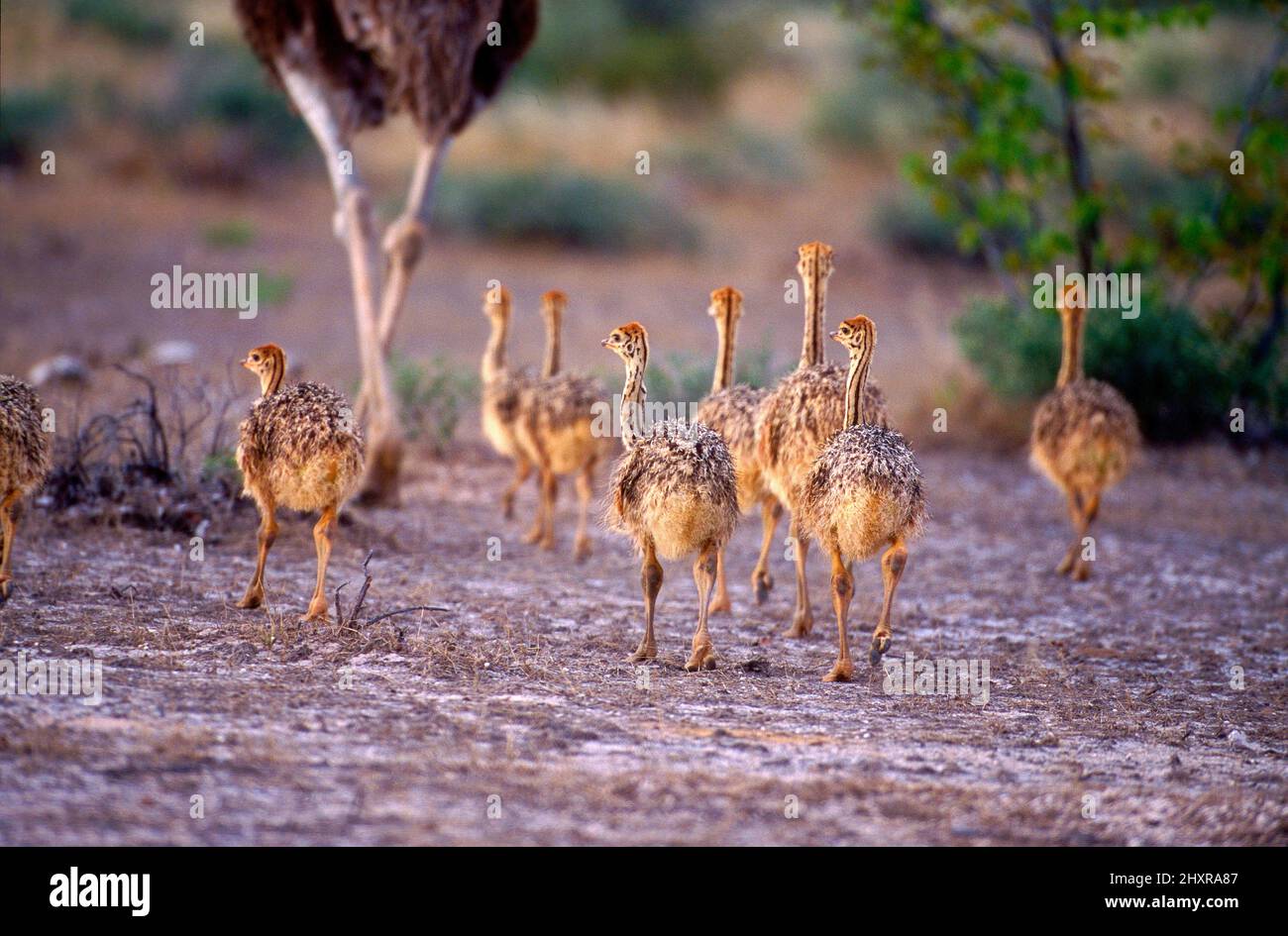 Vogel strauss hi-res stock photography and images - Alamy
