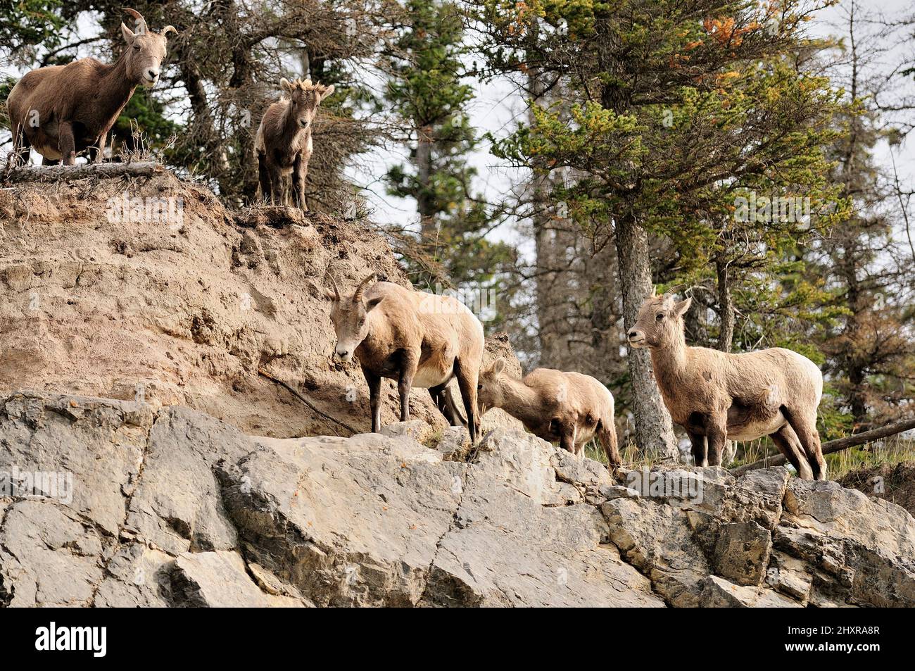 Ovis canadensis herde hi-res stock photography and images - Alamy