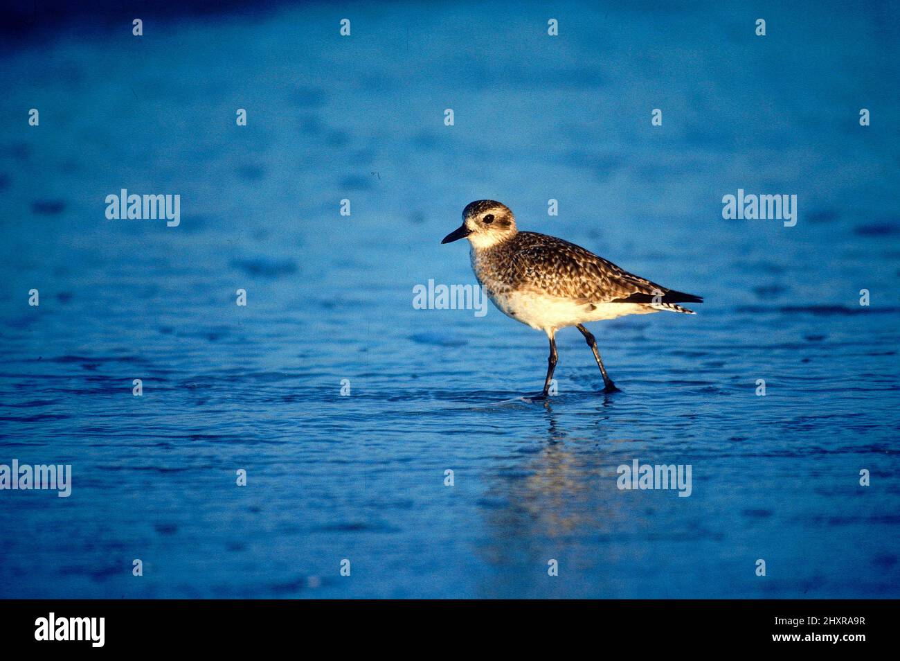 Regenpfeifer see hi-res stock photography and images - Alamy
