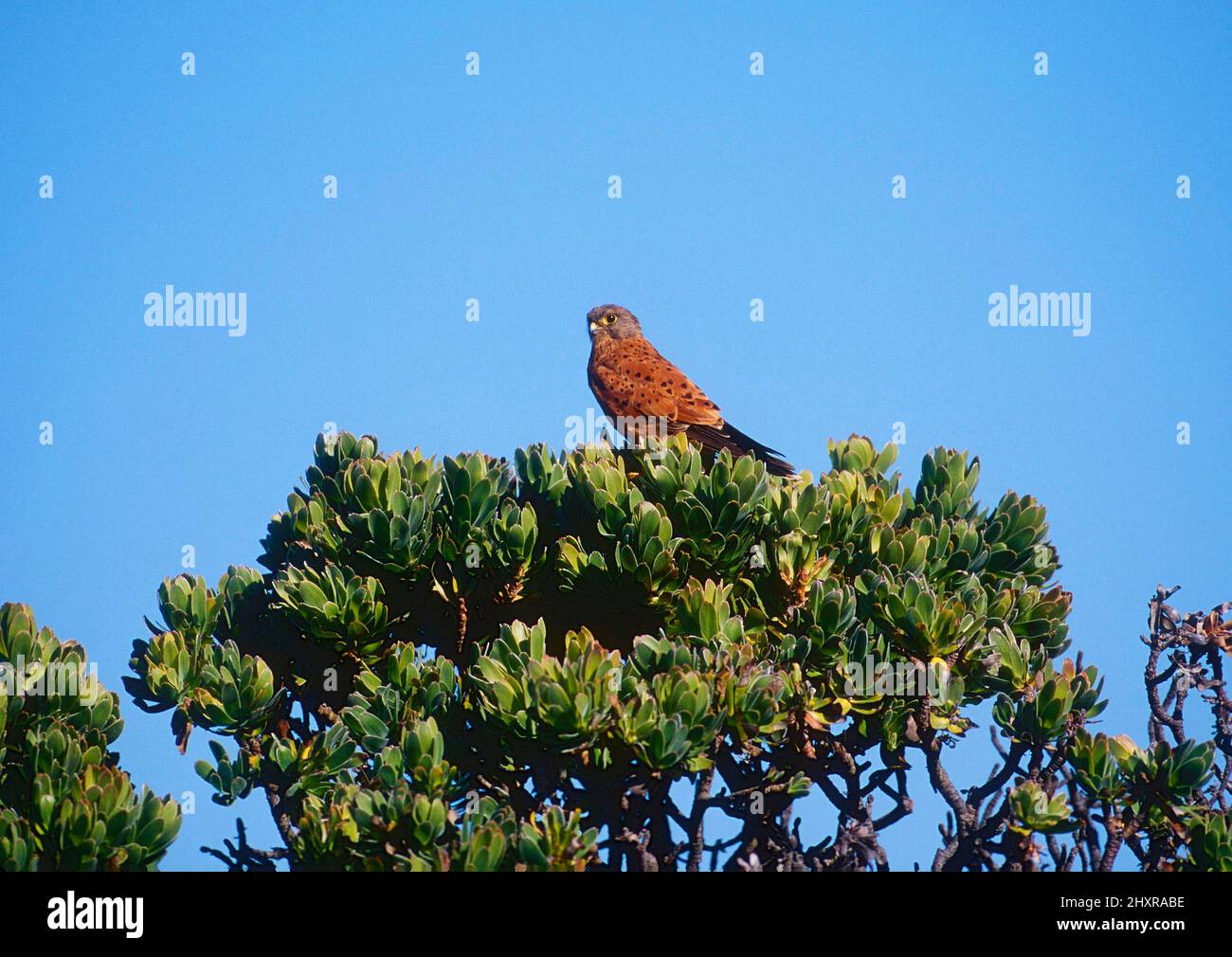 Falconidae hi-res stock photography and images - Alamy