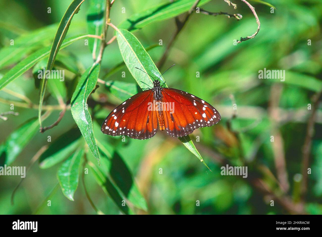 Nymphalidae hi-res stock photography and images - Alamy