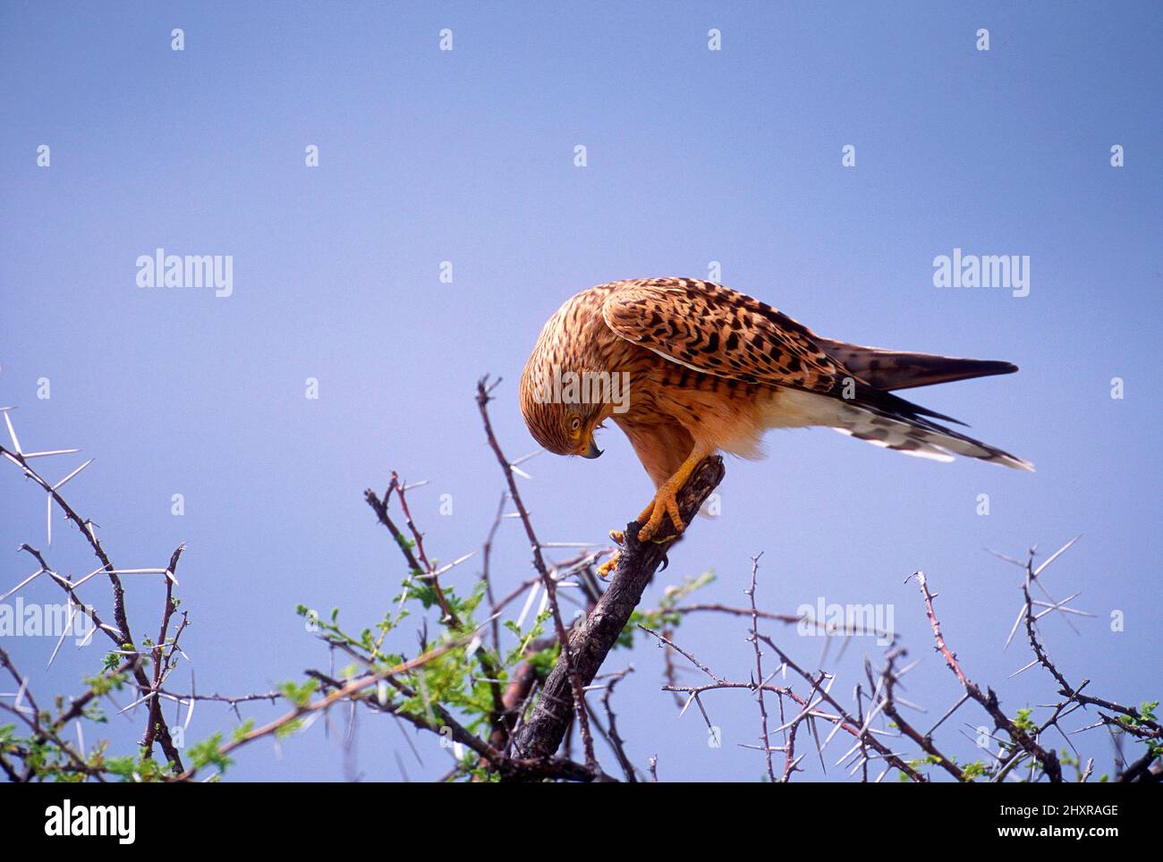 Falconidae hi-res stock photography and images - Alamy