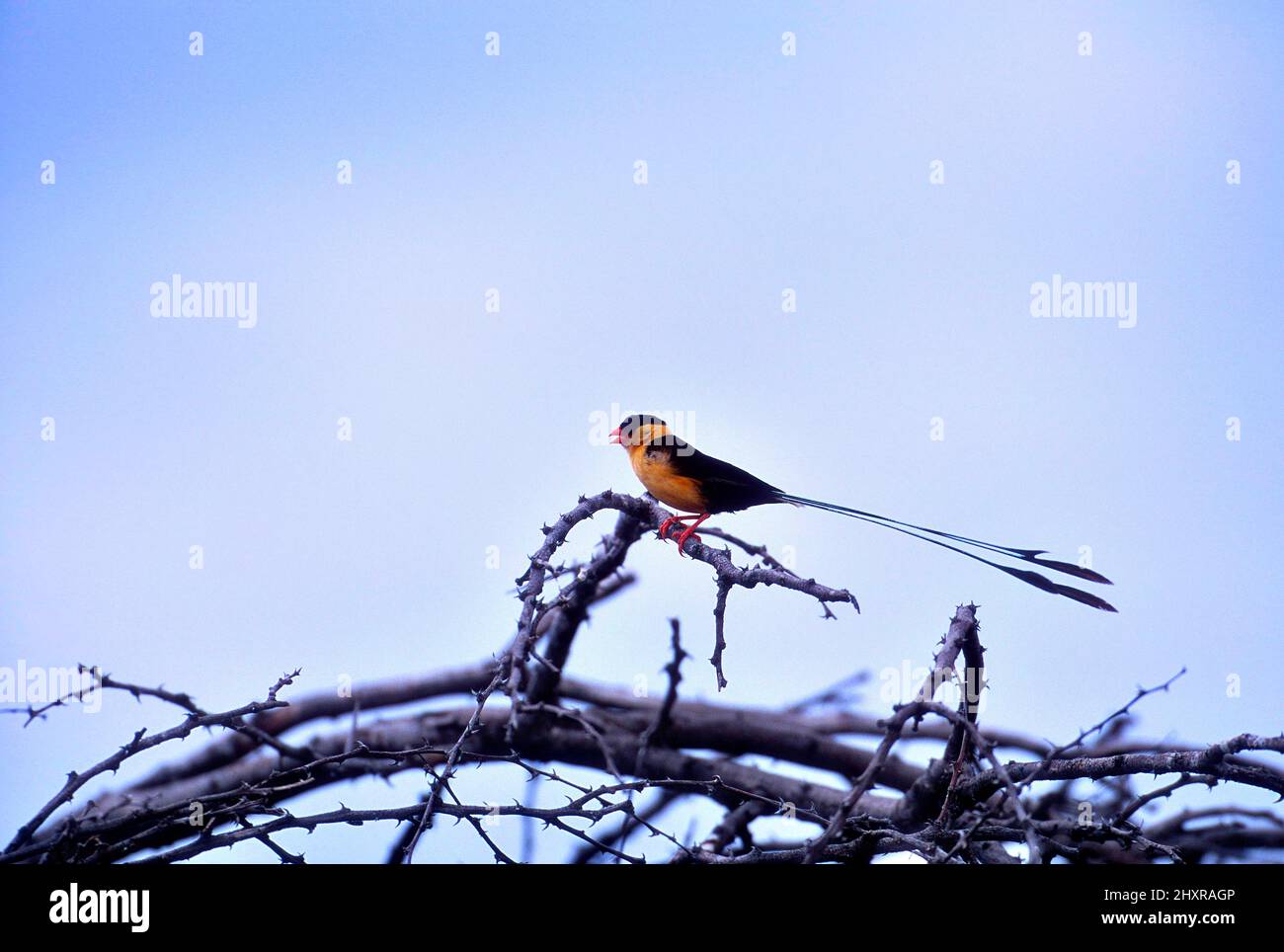 Vidua regia hi-res stock photography and images - Alamy