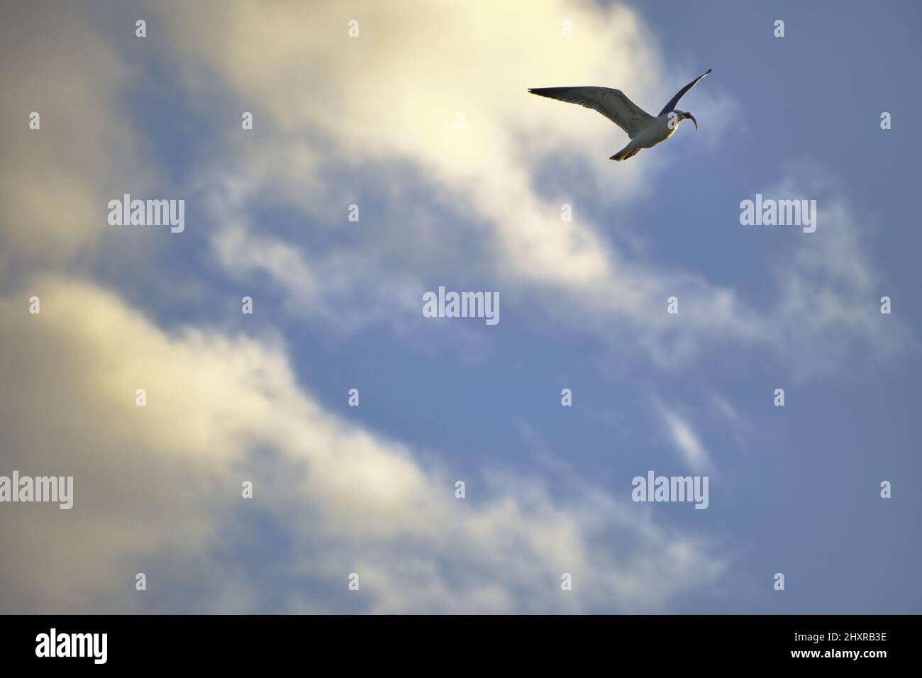 Flying Seagul Eating Stock Photo - Alamy