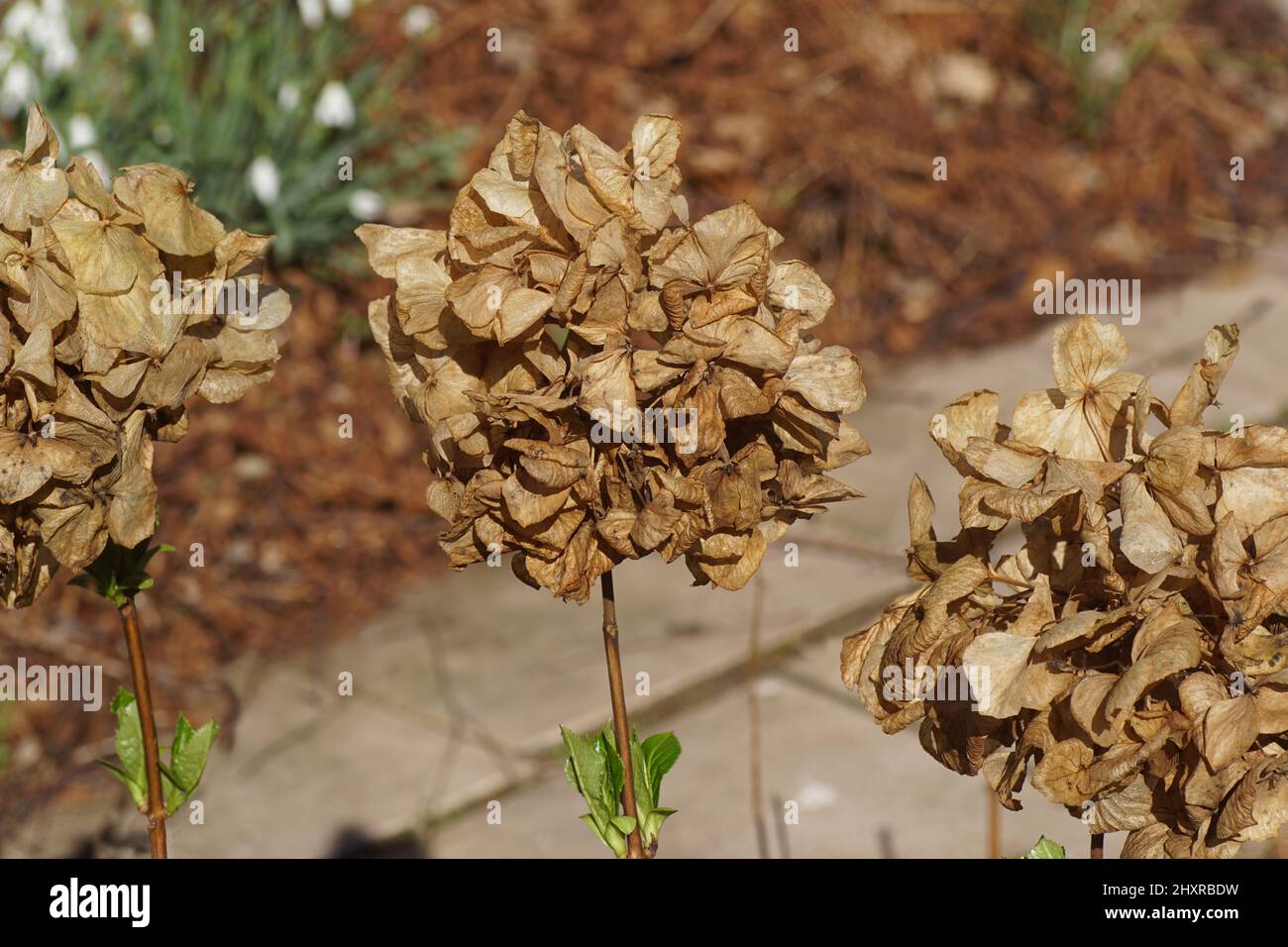 Close up withered flowers of a Hydrangea shrub with late winter, spring ...