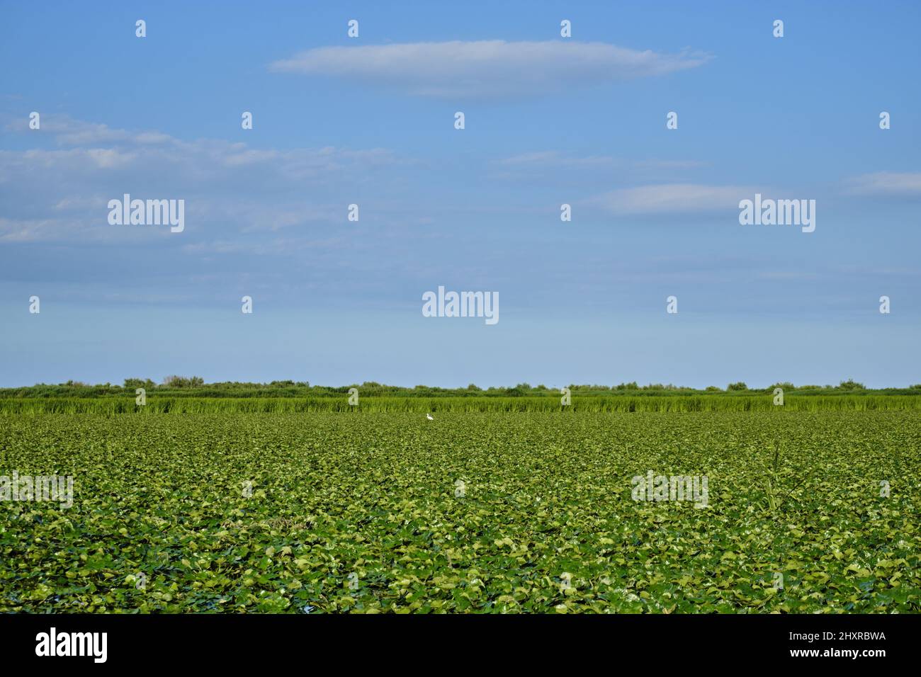 Natural landscape of the river Danube at daylight Stock Photo - Alamy