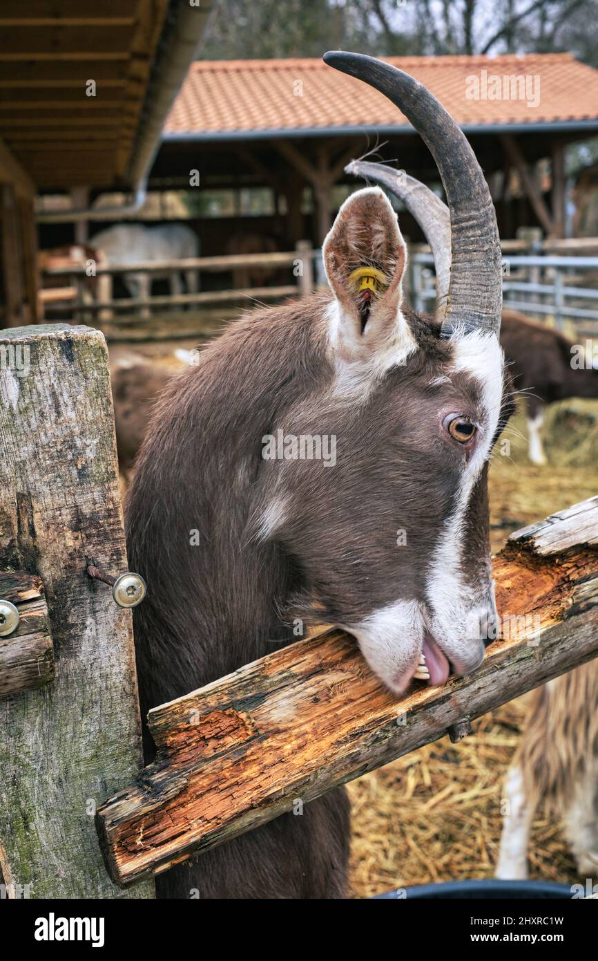 Goat licking head hi-res stock photography and images - Alamy