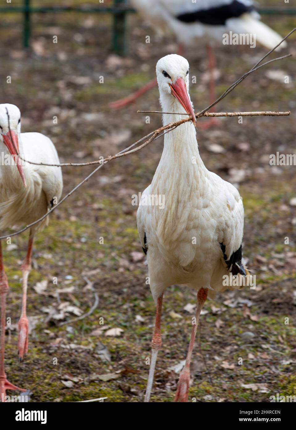 Vertical shot of storks with twigs in their beaks to build a nest Stock ...