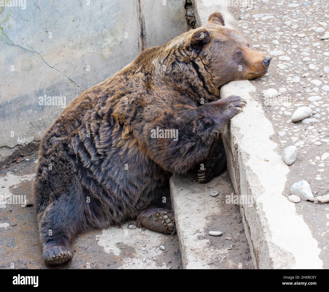 Cute sad bear laying on the stairs in a zoo Stock Photo - Alamy