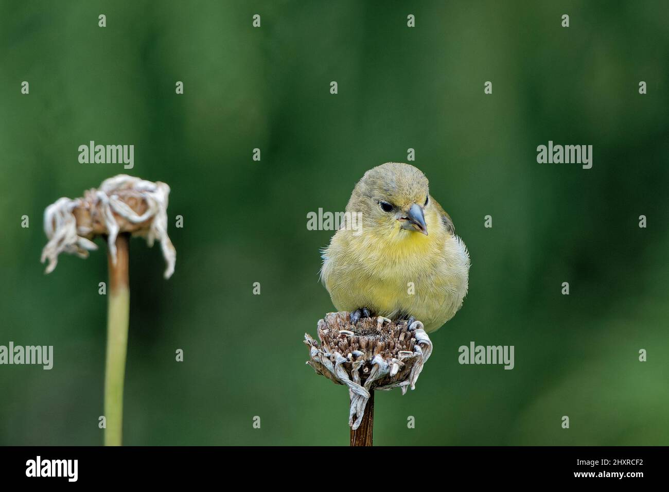 Closeup shot of a yellow Atlantic Canary bird sitting on a dried flower ...