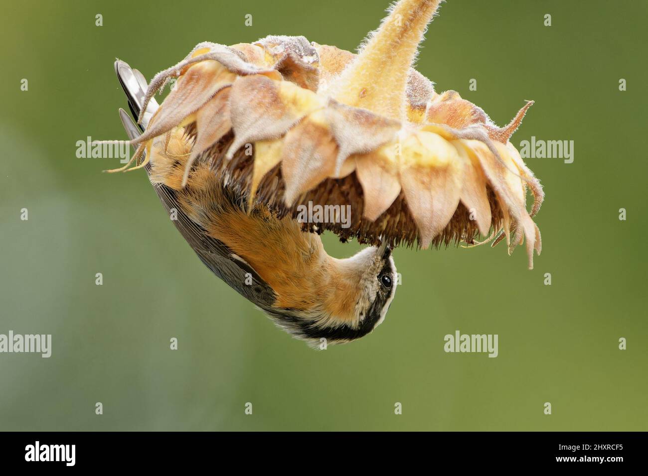 Closeup shot of a small Eurasian Nuthatch bird hanging from a sunflower ...