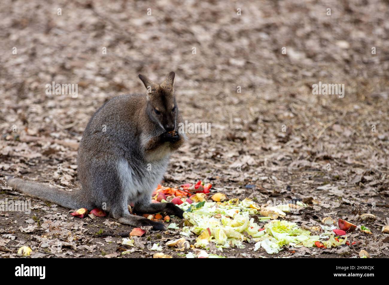 Cute Bennett kangaroo eating vegetables at the zoo Stock Photo - Alamy