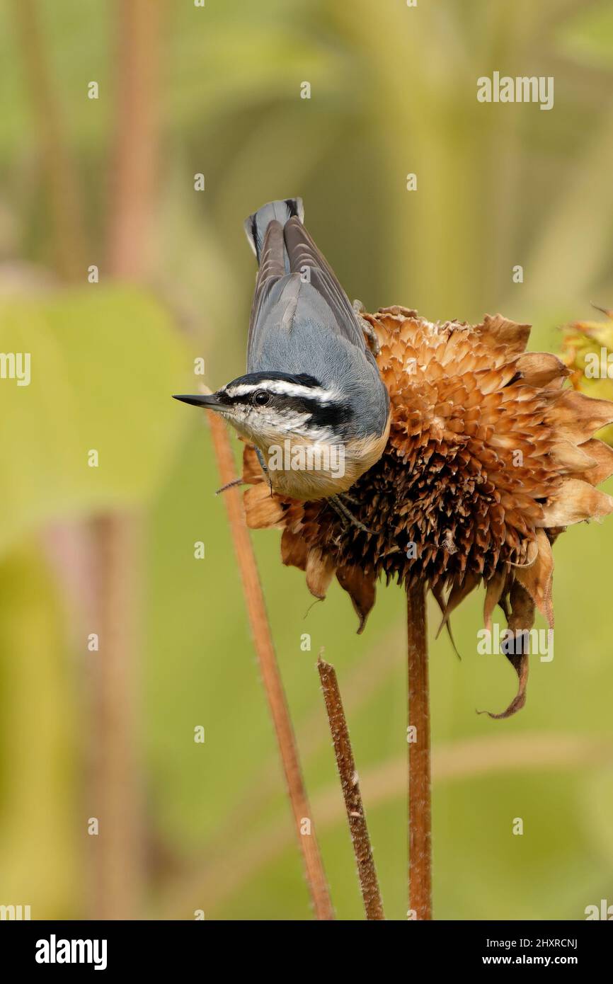 Vertical closeup shot of the Red-breasted nuthatch perched on the ...