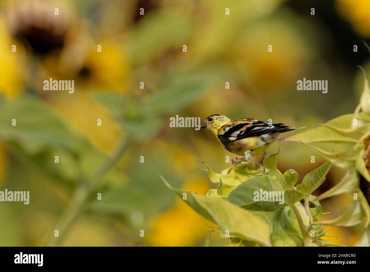 Closeup shot of the Pine siskin bird perched on the sunflower on the ...