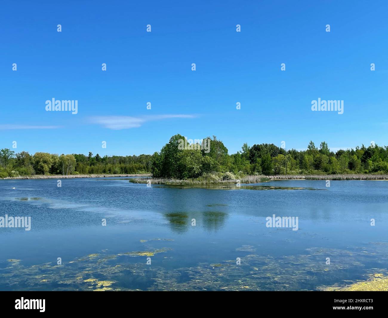 Beautiful summer landscape with green vegetation in the wetland Stock ...