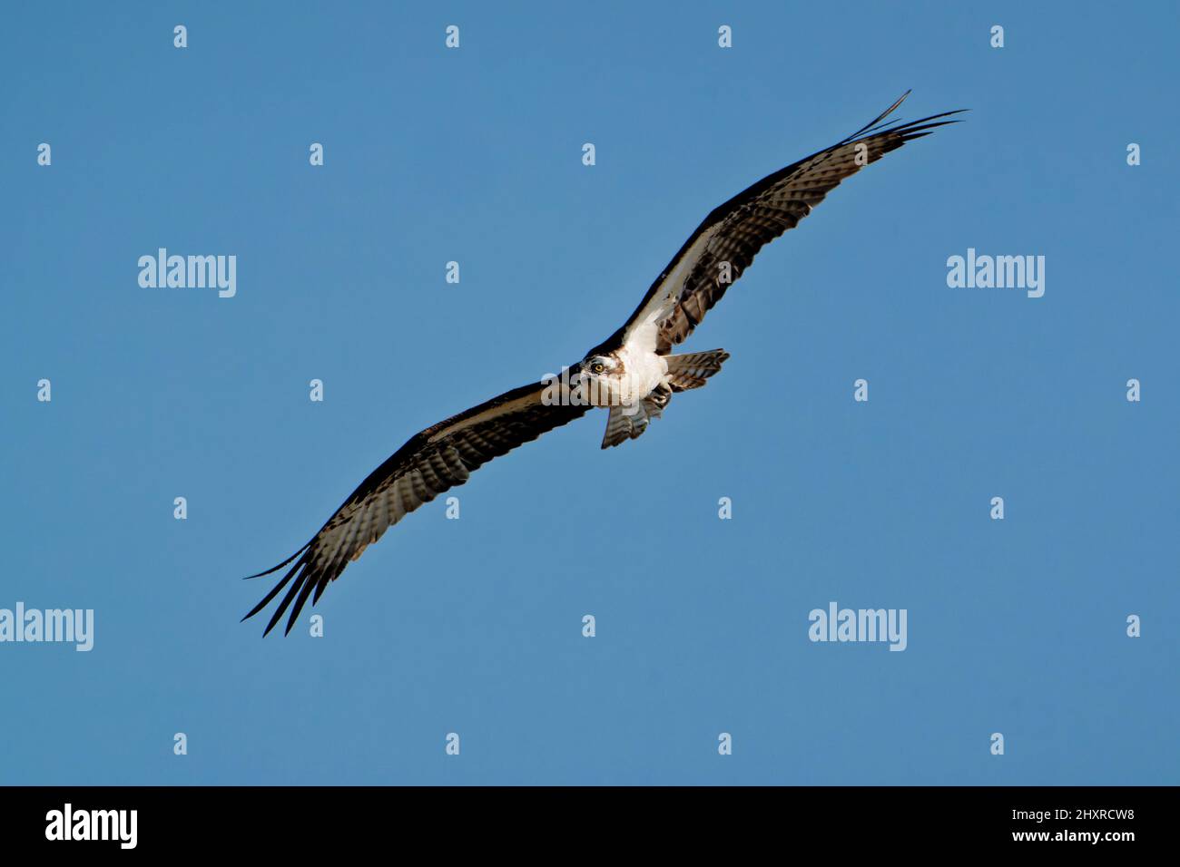 Closeup of an Osprey flying in the blue cloudless sky with its wings ...
