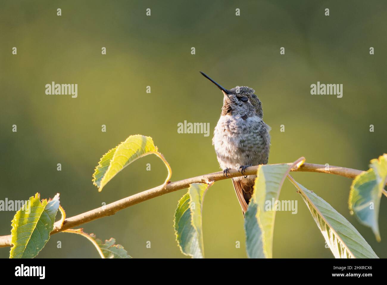 Closeup shot of an Anna's Hummingbird perched on a branch on a blurry ...