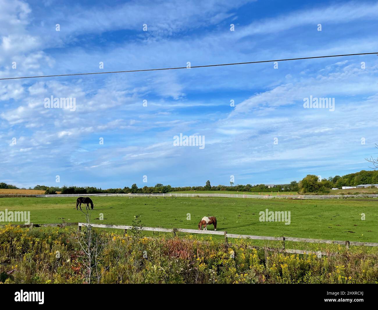 Beautiful countryside landscape with the grazing horses in the green ...