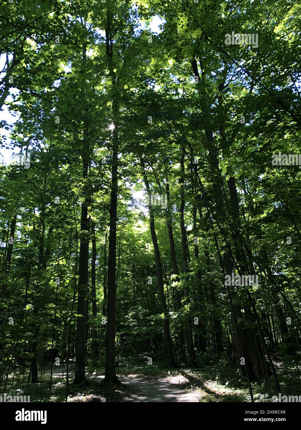 Beautiful shot dense vegetation hi-res stock photography and images - Alamy
