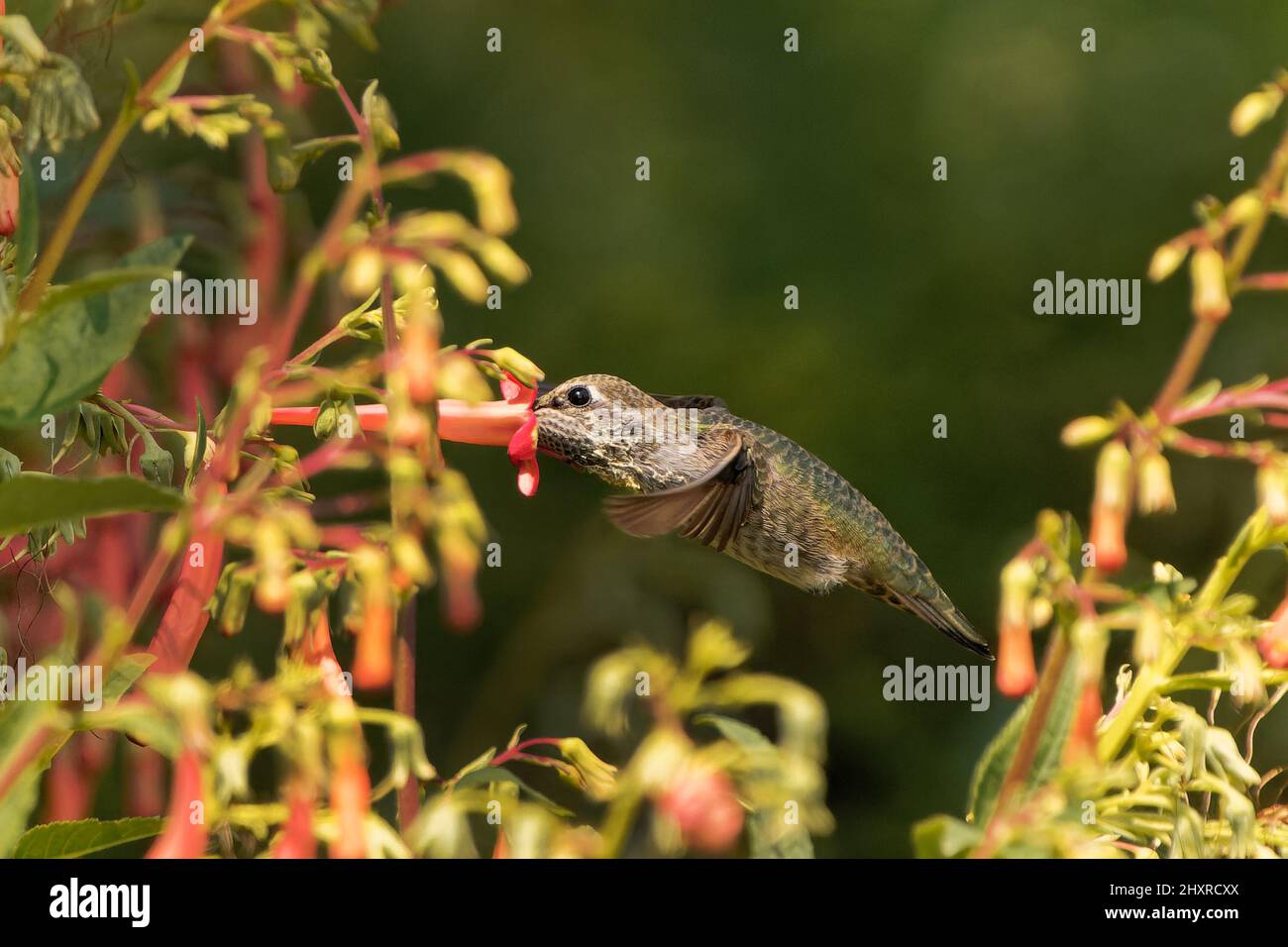 Closeup of a tiny grey hummingbird picking on a pink flower with its ...