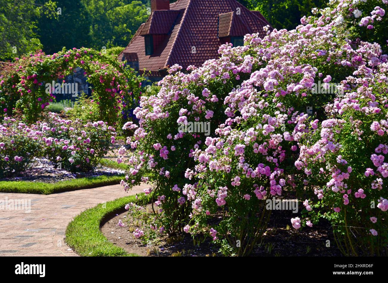 Closeup of a rose bush in Biltmore gardens Stock Photo - Alamy