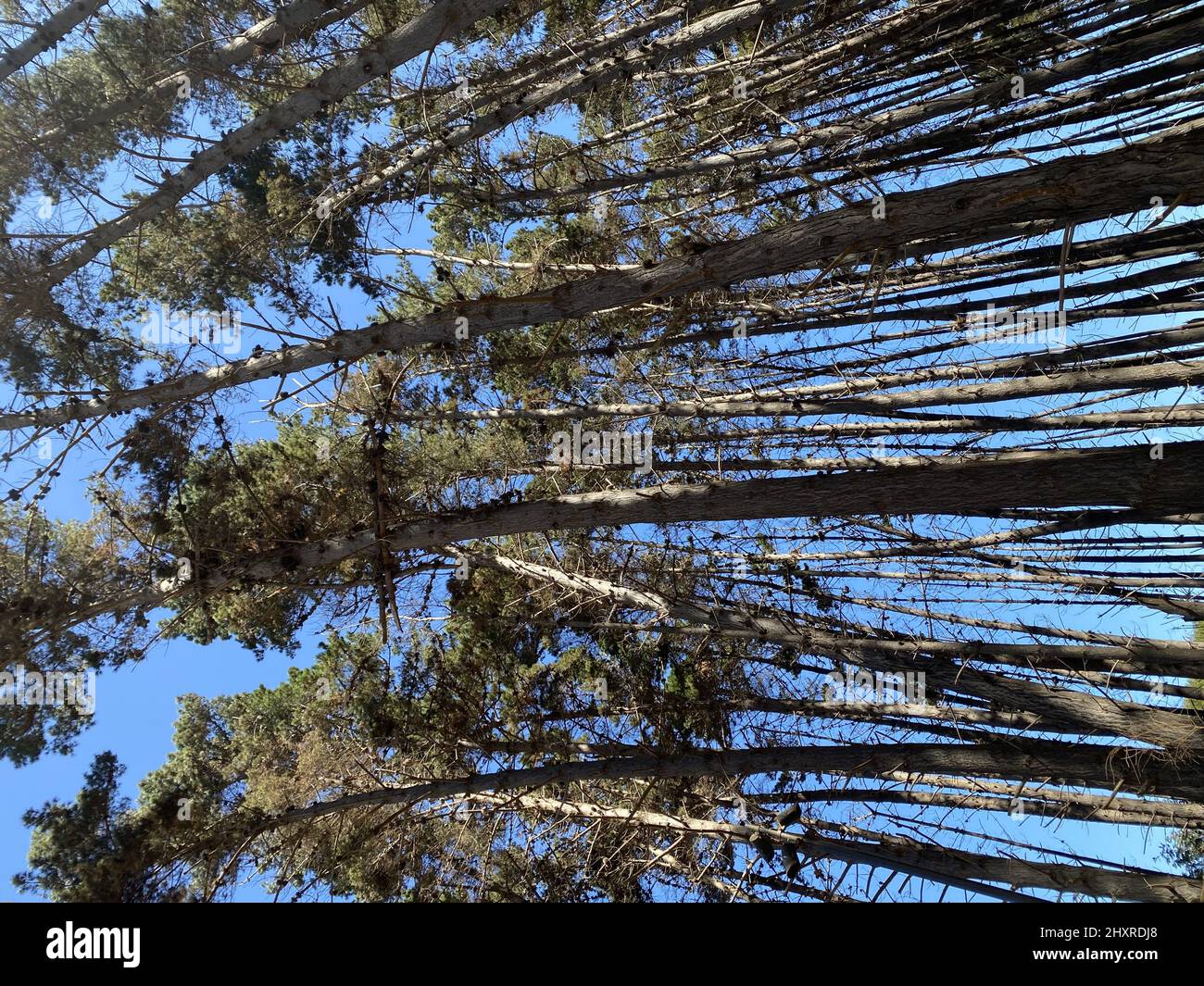 Low angle shot of high trees in the forest Stock Photo - Alamy