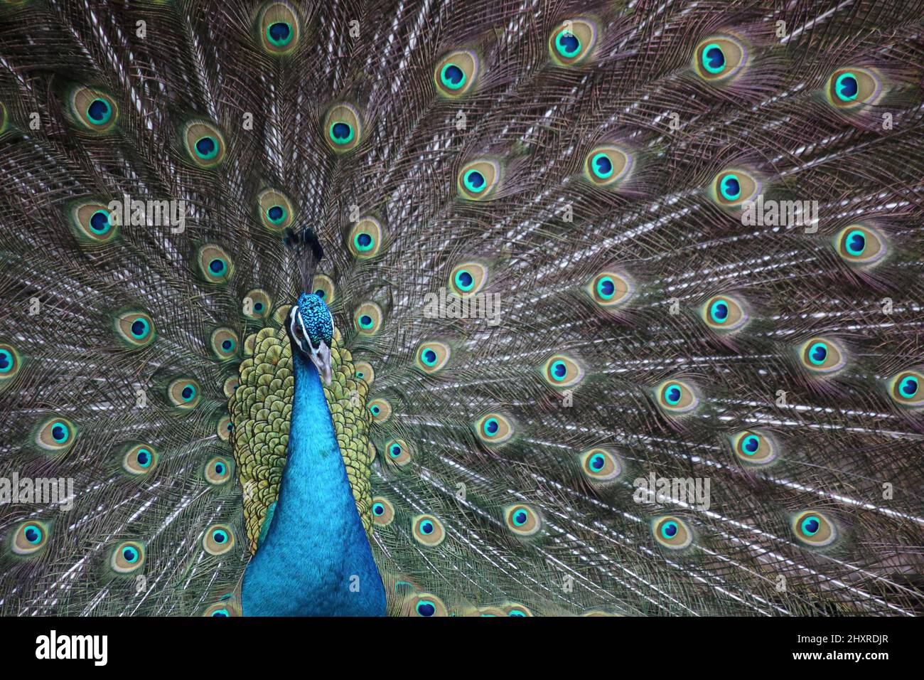 Panda bird hi-res stock photography and images - Alamy