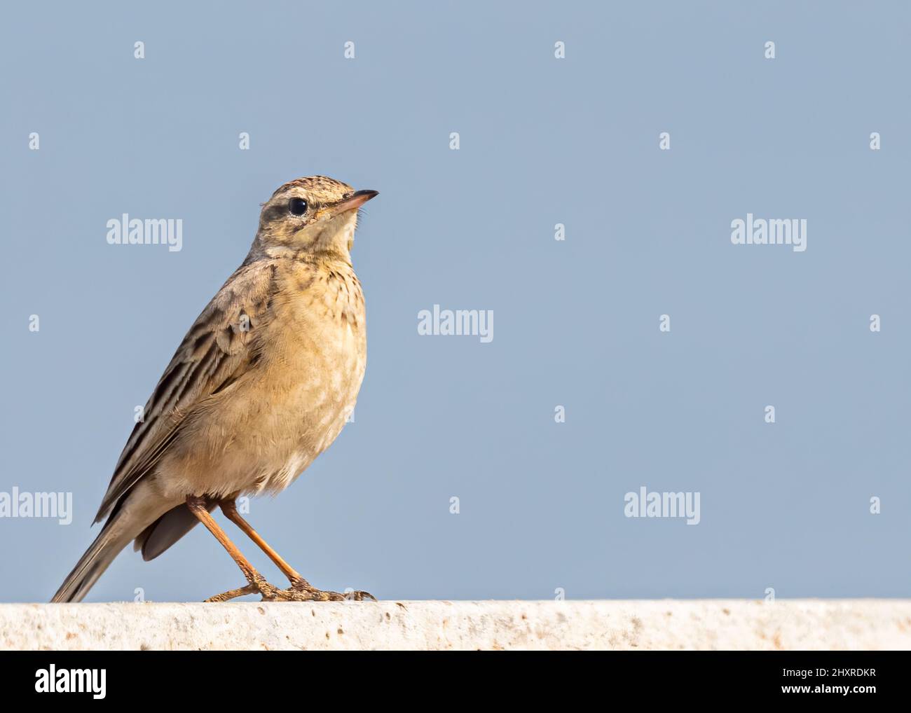 Closeup of a beautiful pipit bird against blue sky Stock Photo - Alamy