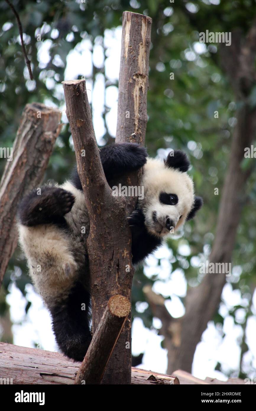 Panda cub climbing a trunk at Chengdu Panda Base in China Stock Photo ...