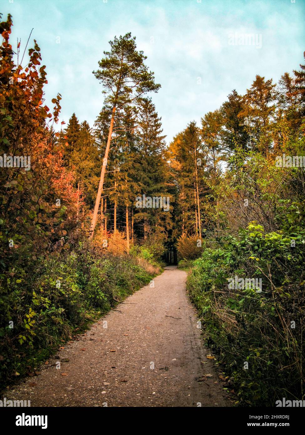 Vertical view of the road passing through the forest during autumn ...