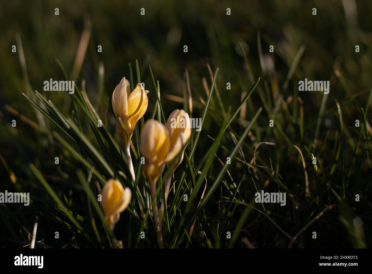Closeup of small yellow spring flowers blooming on lawn under sunlight ...