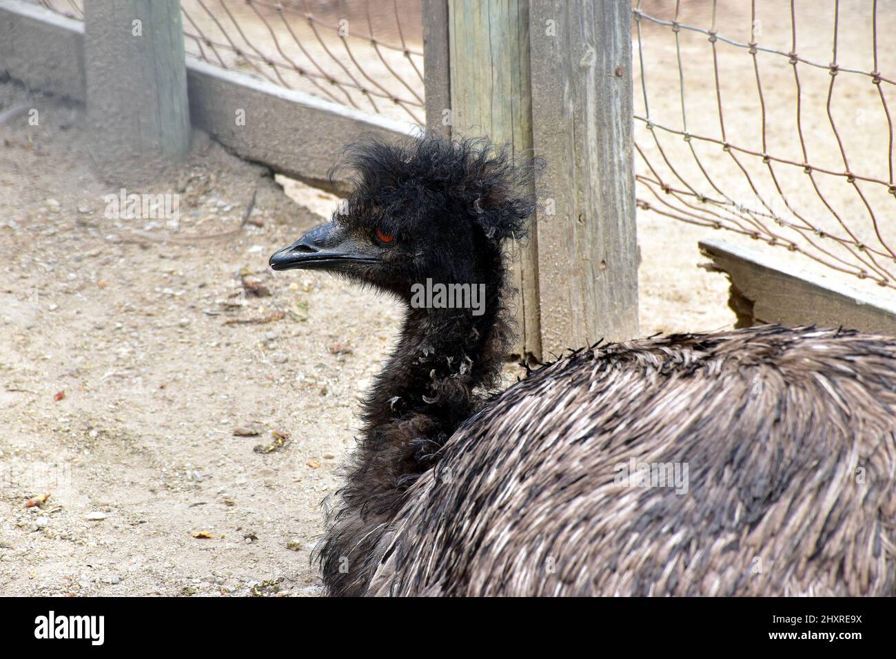 Emu eyes hi-res stock photography and images - Alamy