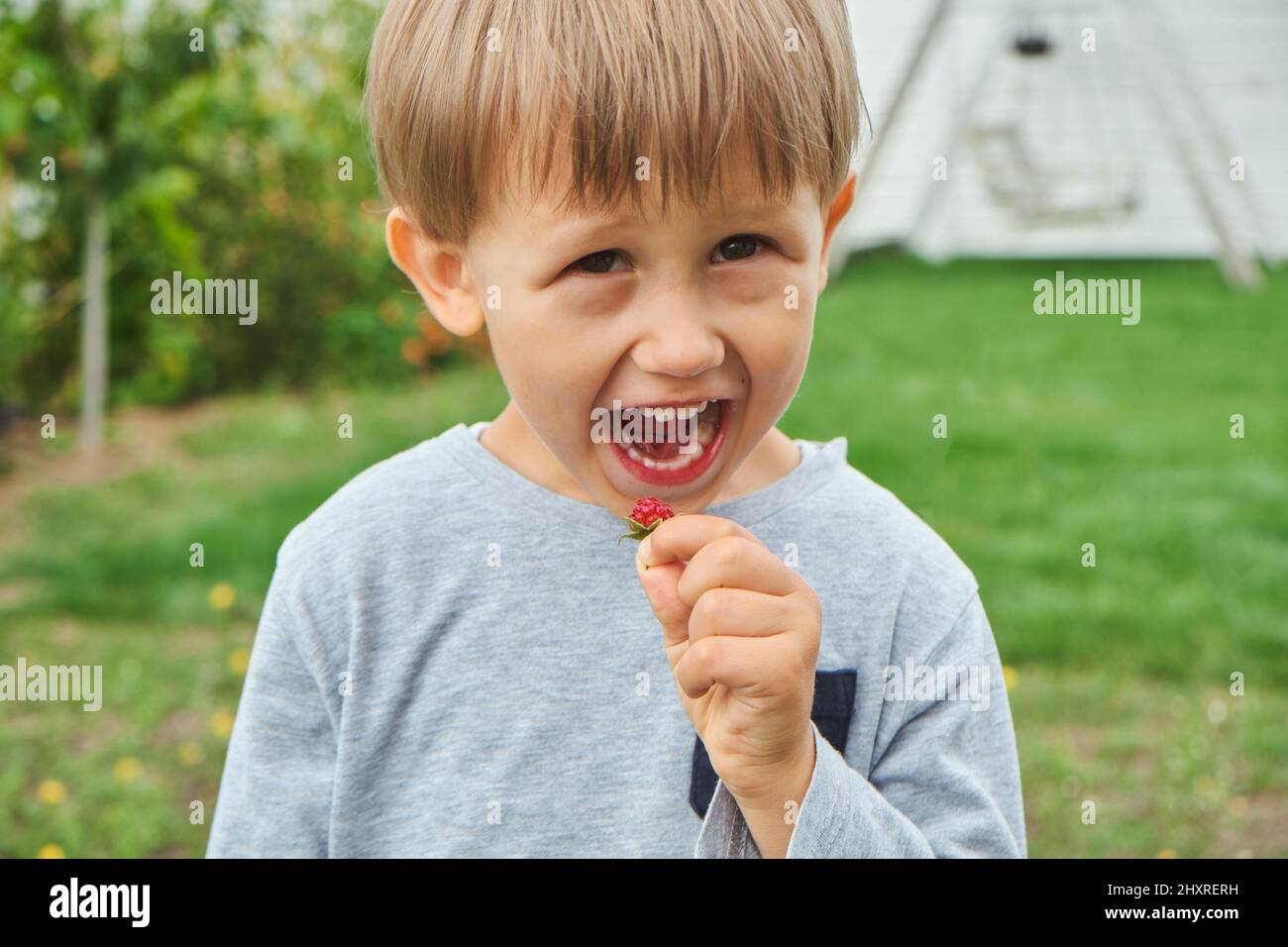 Child 4 years old holding and eating raspberries in backyard Stock ...