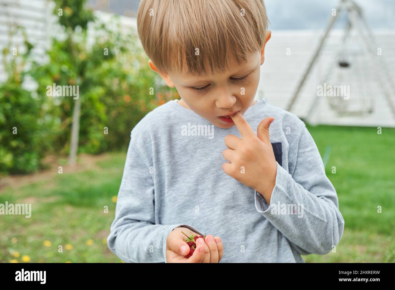 Child 4 years old holding and eating raspberries in backyard Stock ...