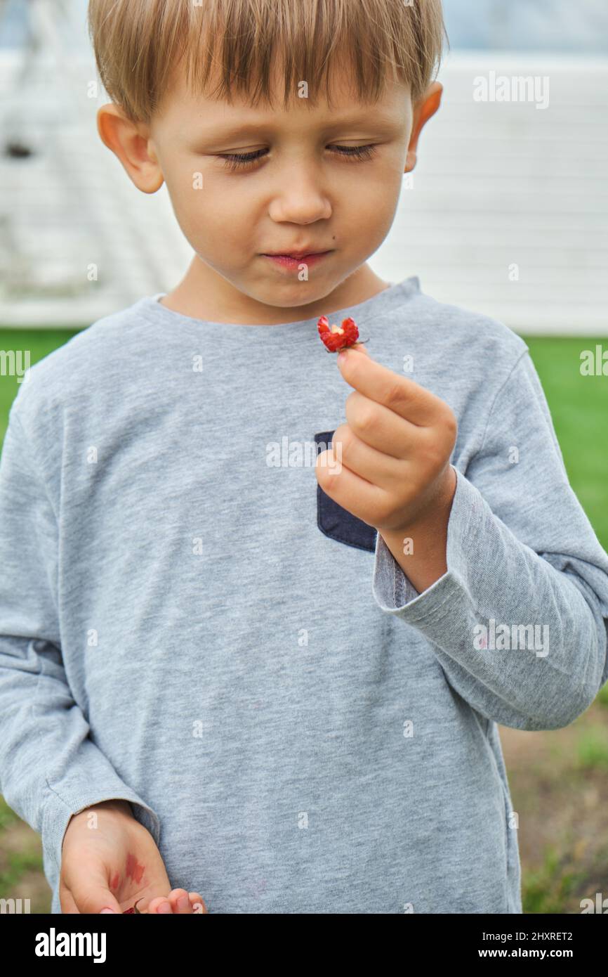 Child 4 years old holding and eating raspberries in backyard Stock ...