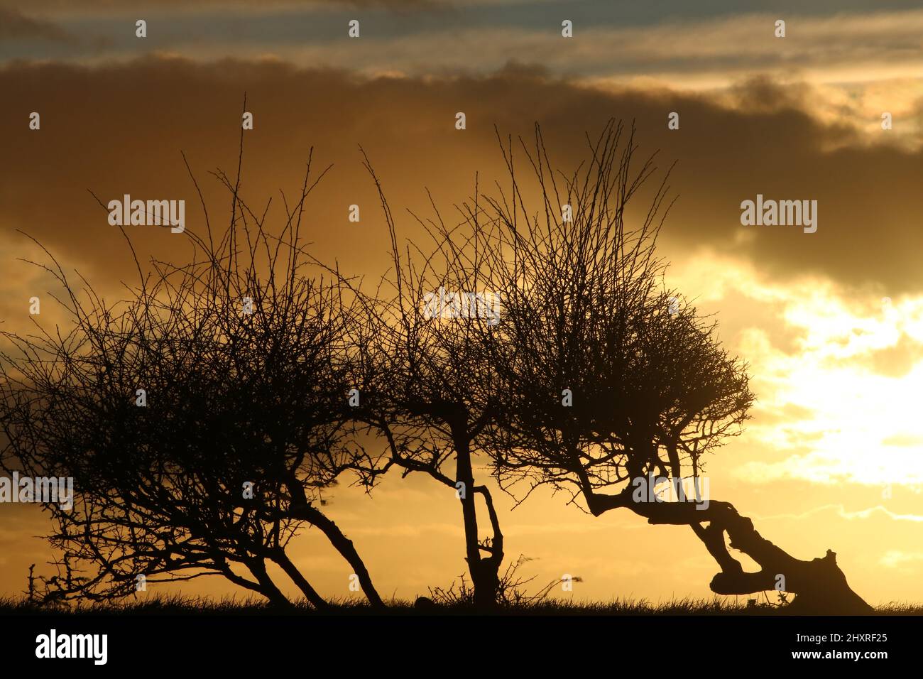 Hawthorn bushes hi-res stock photography and images - Alamy