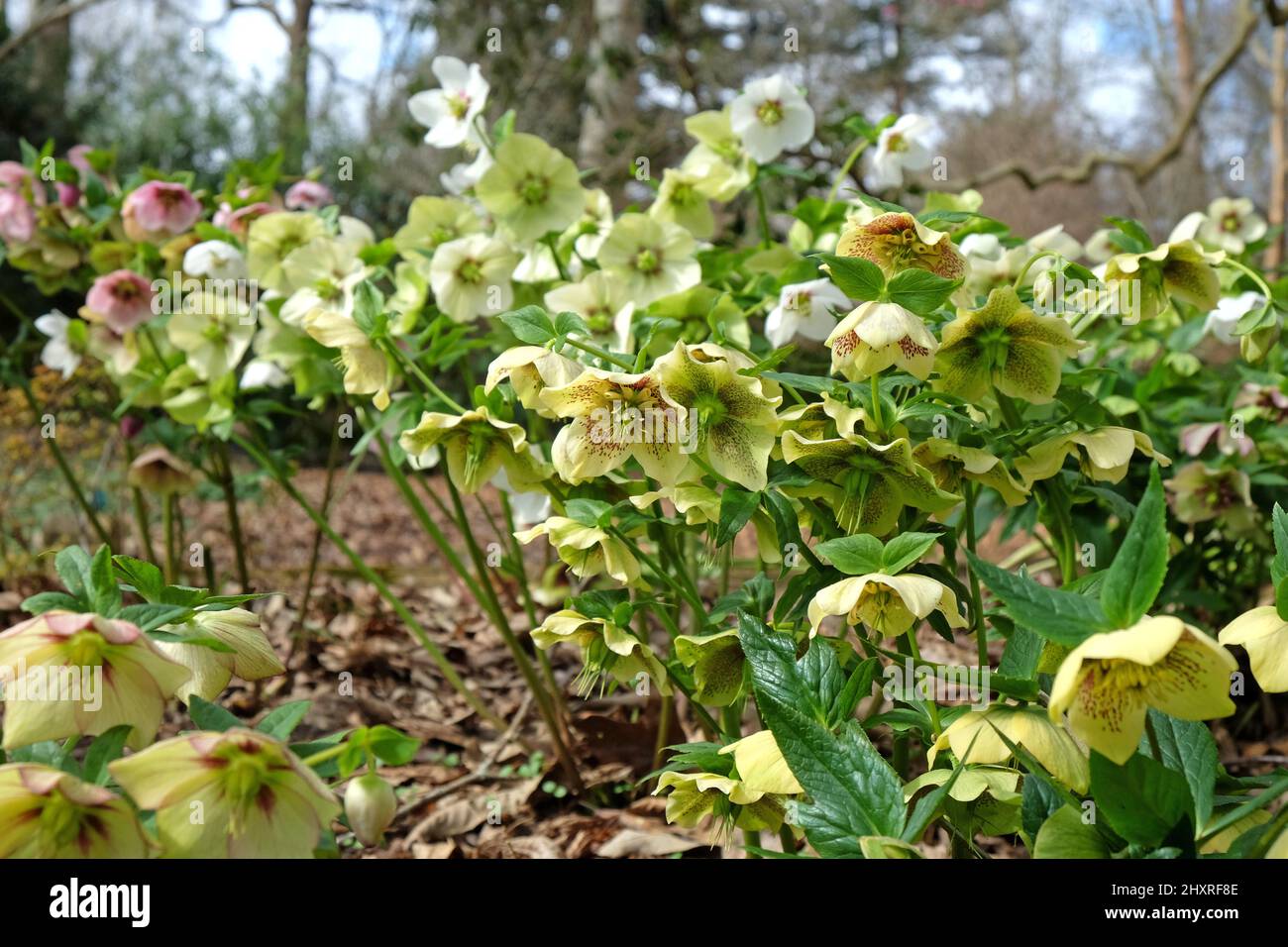The fading flowers of white Helleborus hybridus mix Stock Photo - Alamy