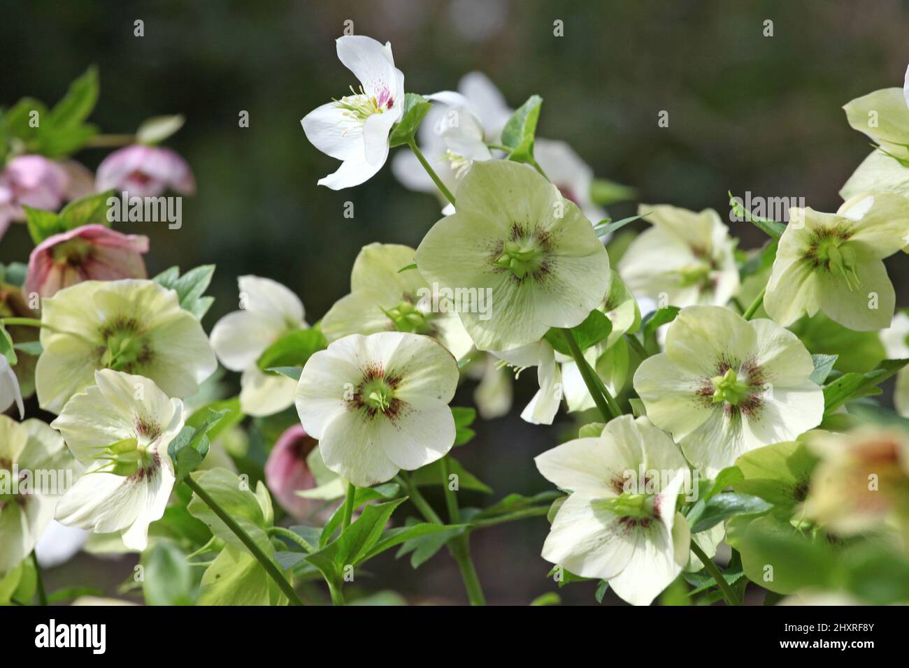 The fading flowers of white Helleborus hybridus mix Stock Photo - Alamy