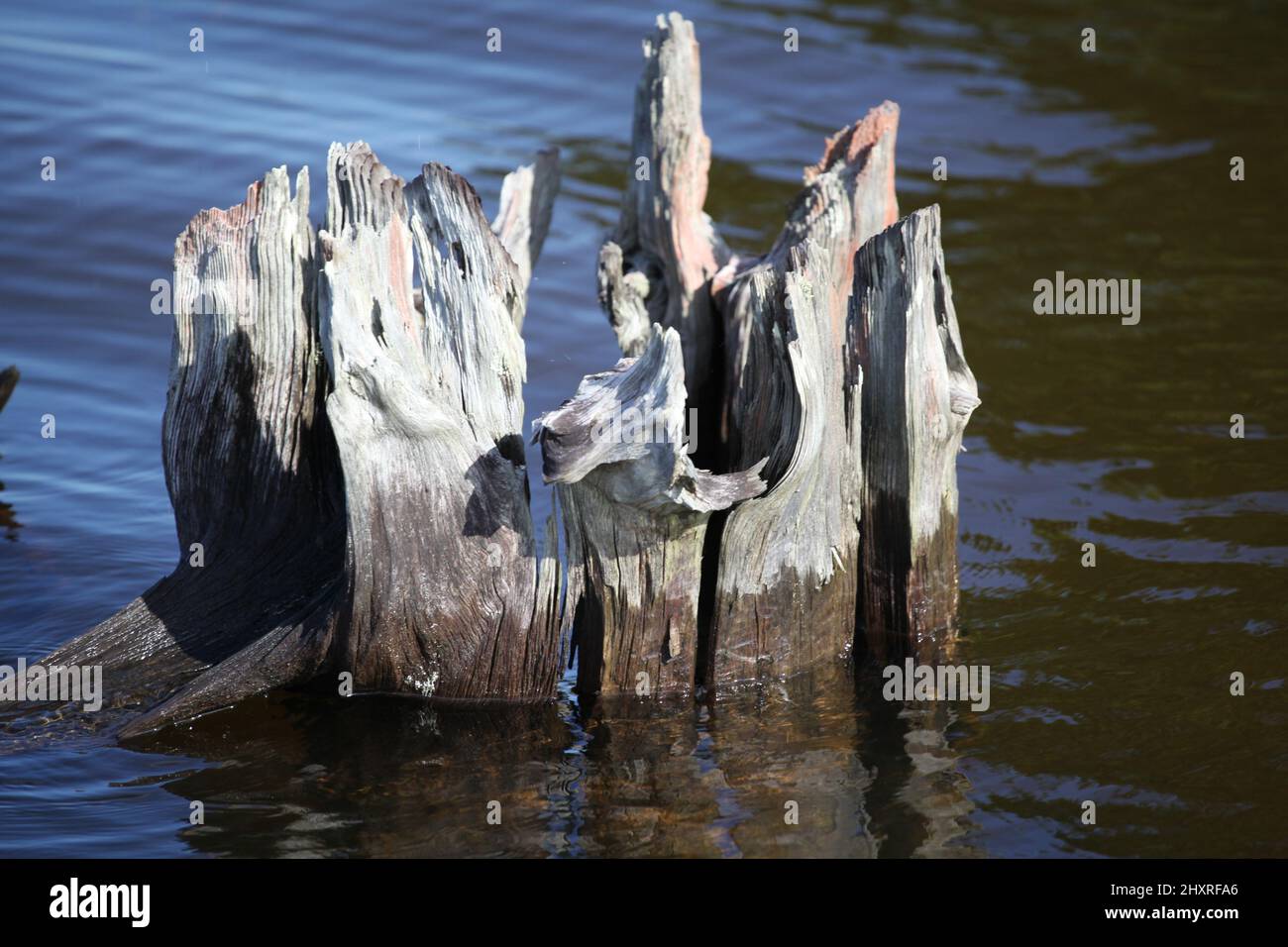 A shallow focus shot of a big tree trunk sticking out from the water in ...