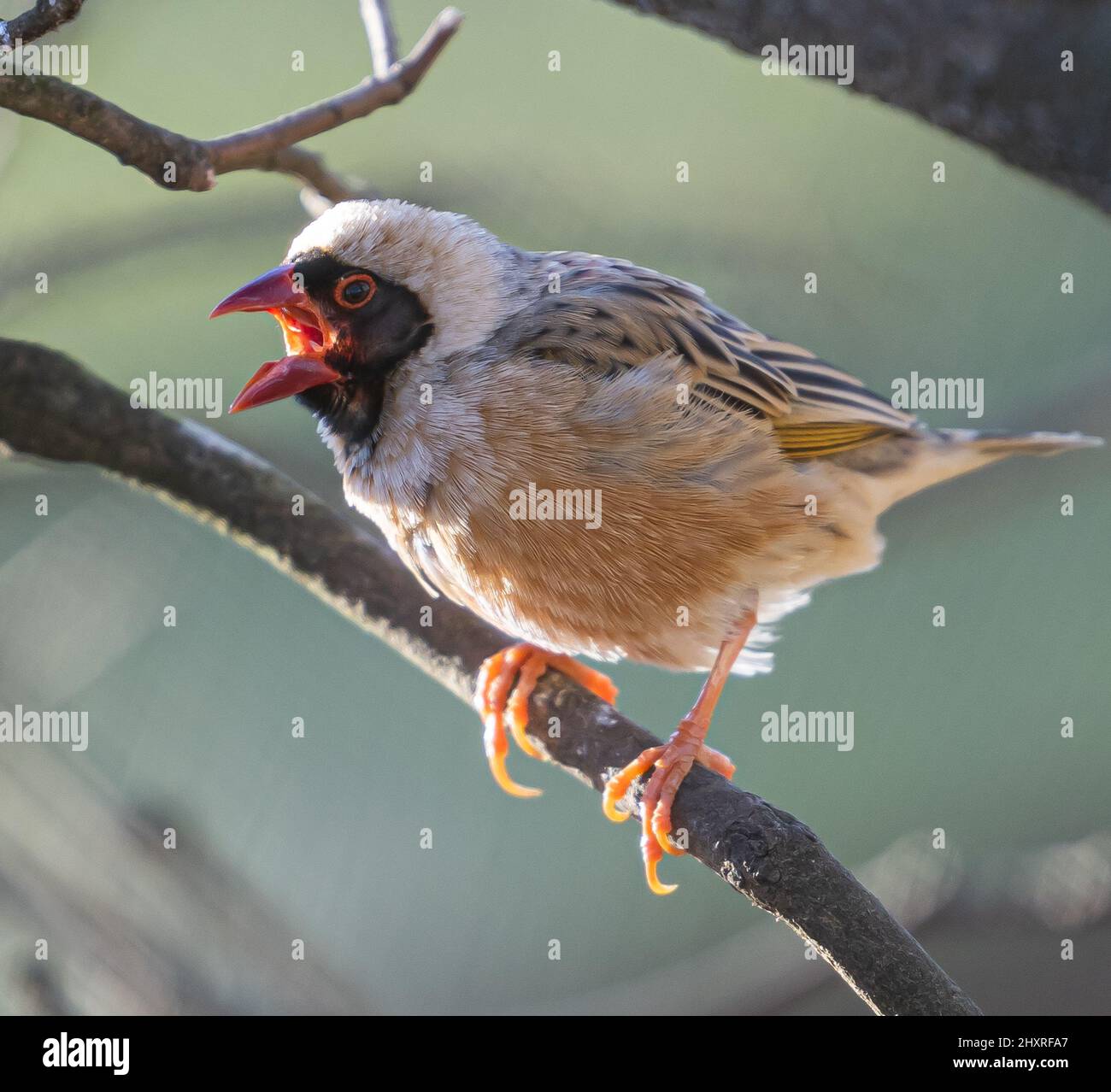Closeup of a Red billed quelea bird on a tree with a blurred background ...