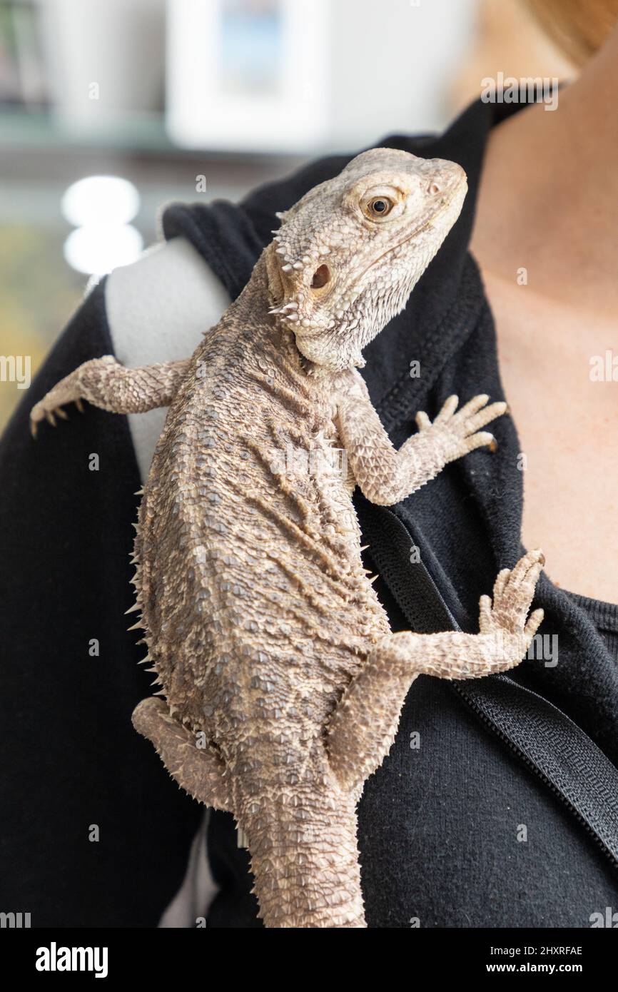 Vertical shot of a bearded dragon on the shoulder of a person Stock ...