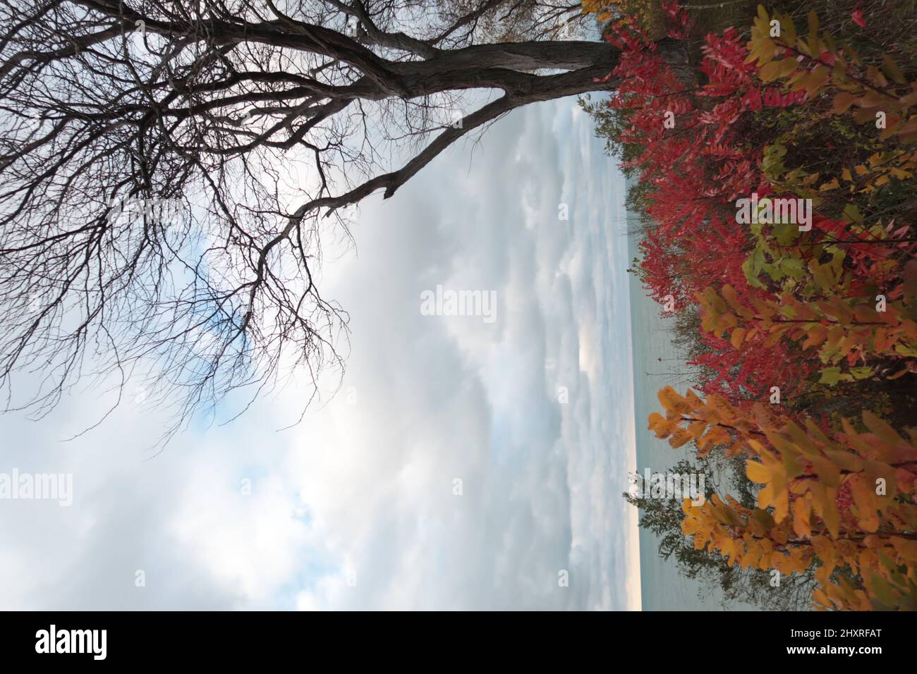 Vertical shot of colorful autumn plants with a cloudy sky background ...