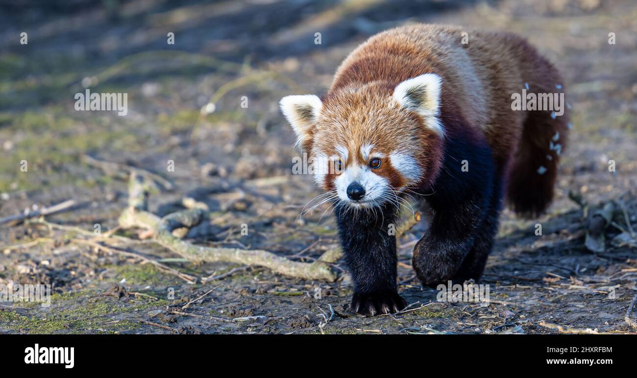 Japanese red panda hi-res stock photography and images - Alamy