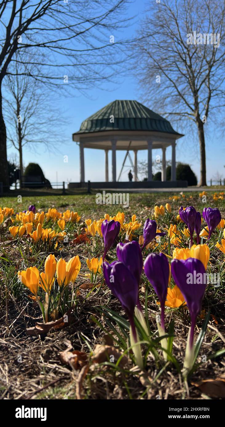 Closeup of a crocus flavus flowers in the field Stock Photo - Alamy