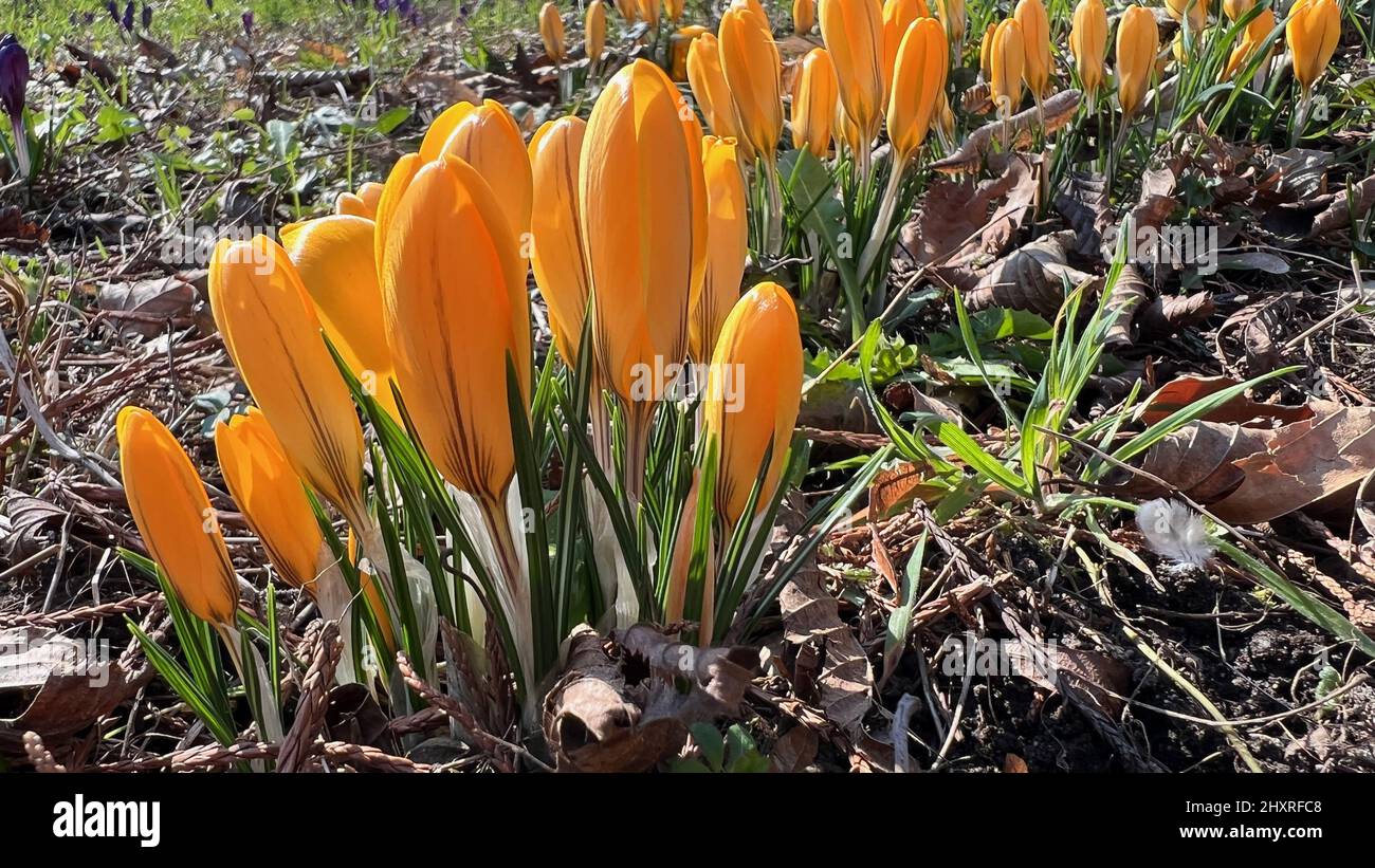 Closeup of a crocus flavus flowers in the field Stock Photo - Alamy