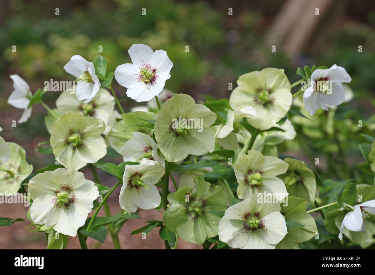 The fading flowers of white Helleborus hybridus mix Stock Photo - Alamy