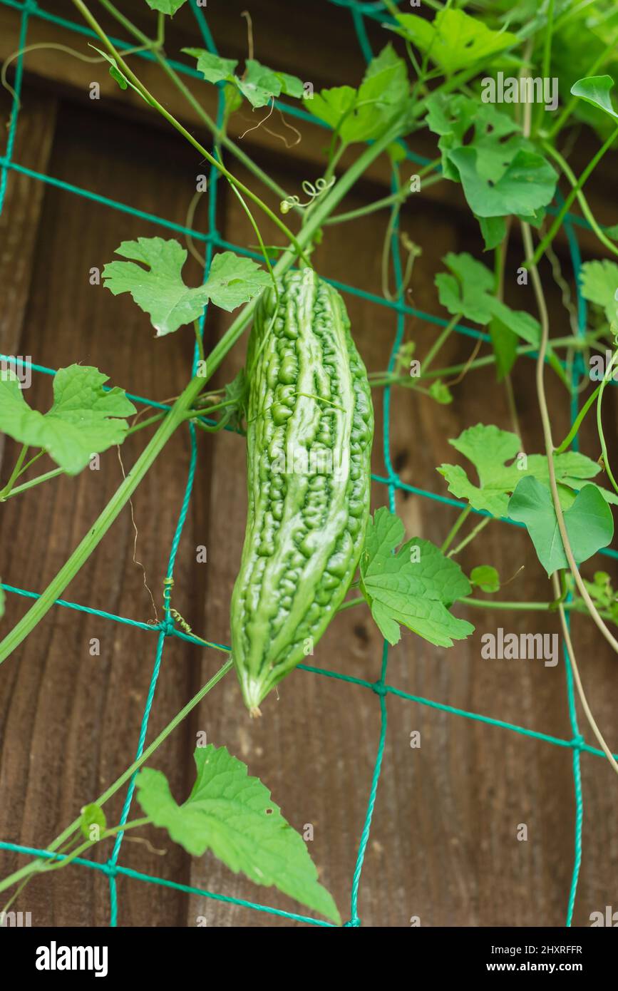Chinese Bitter Melon fruit on vine climbing trellis netting ready to ...